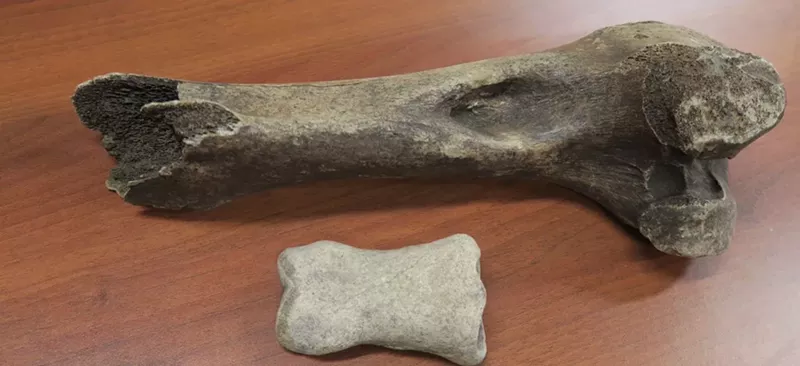 DFW Airport Fossils | Dallas Observer