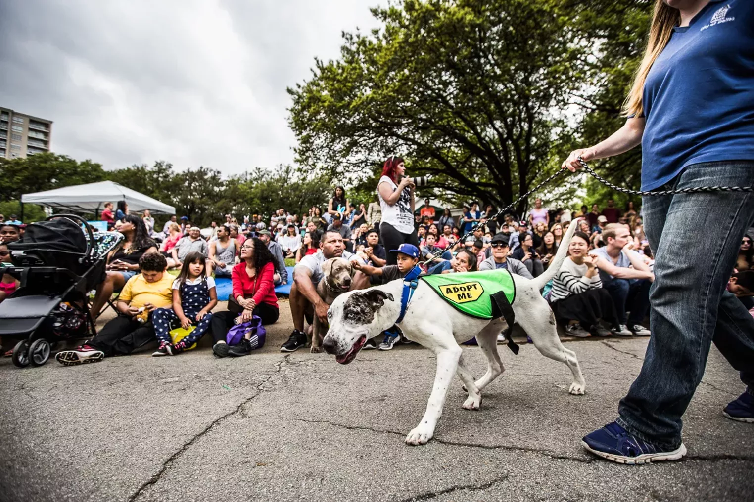 Cute Dogs on Parade on Easter | Dallas Observer