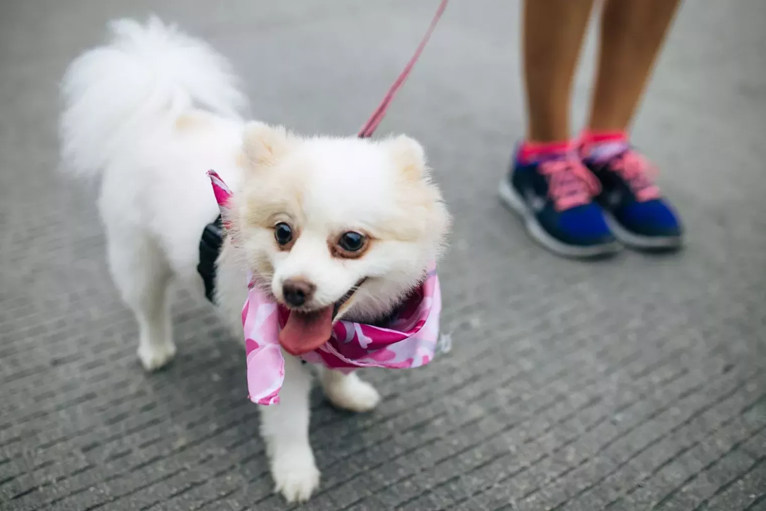 The Cutest Dogs of Strut Your Mutt 2015 | Dallas | Dallas Observer ...
