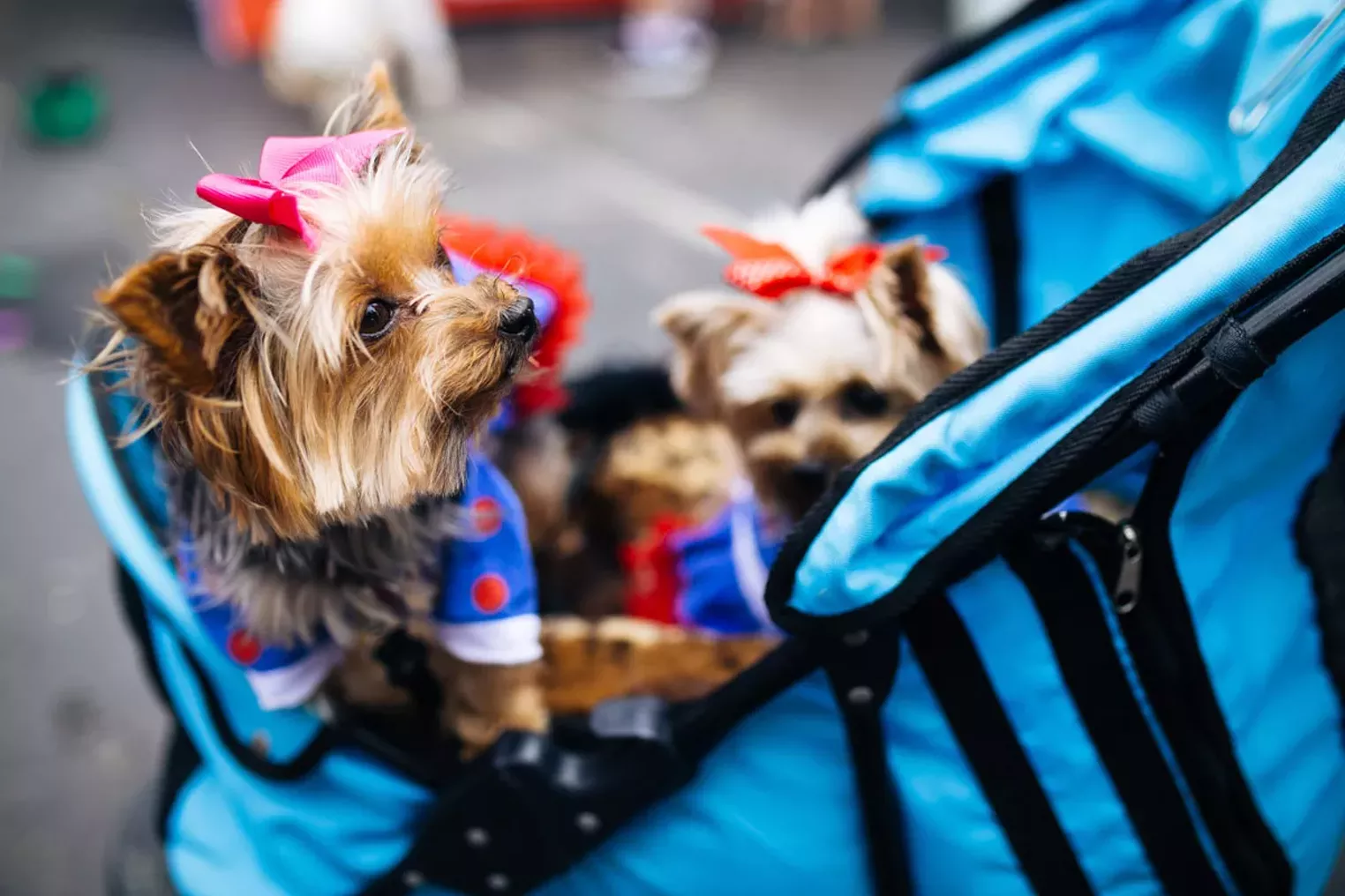 The Cutest Dogs of Strut Your Mutt 2015 | Dallas | Dallas Observer ...