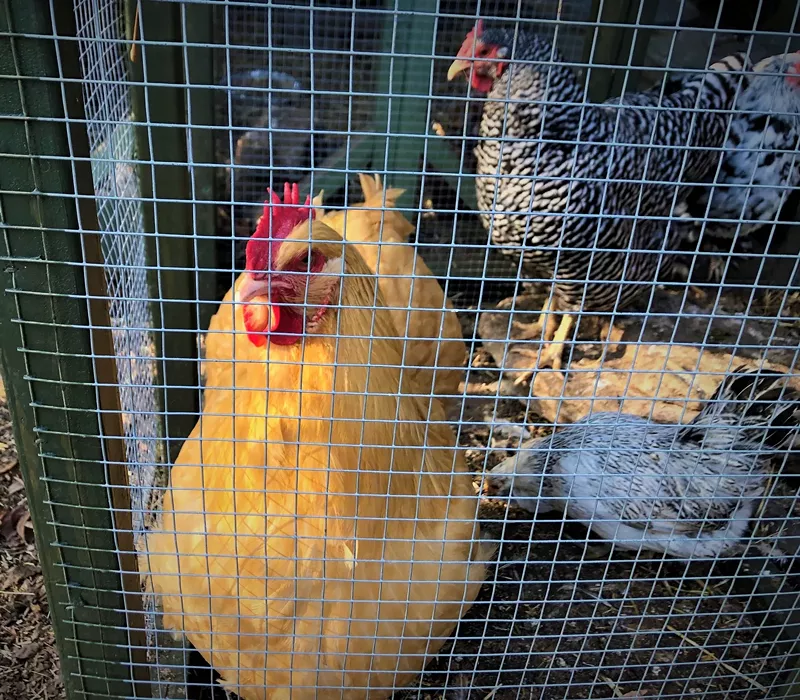 Urban Chicken Insanity | Dallas Observer