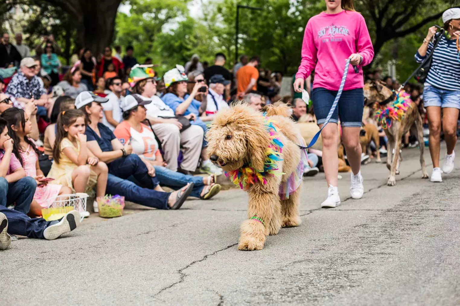 Cute Dogs on Parade on Easter | Dallas Observer